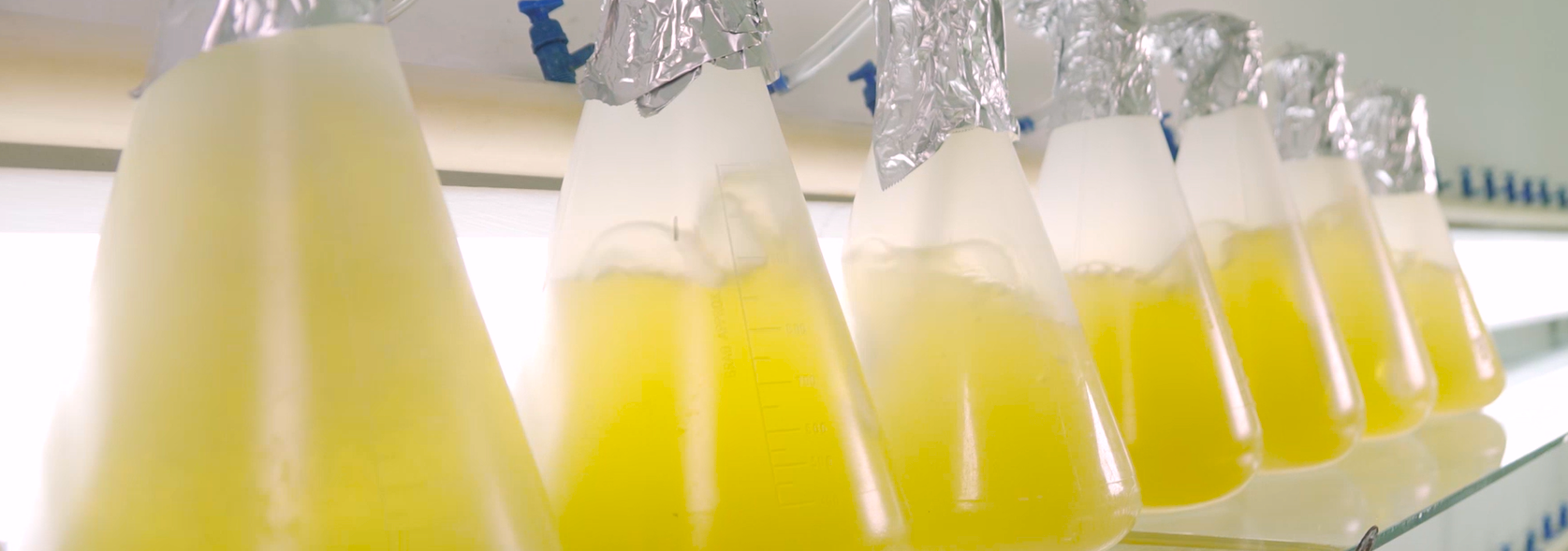 Megasupply China, 产品和服务，为水产养殖, EPICIN, EPILITE, EPIFEED